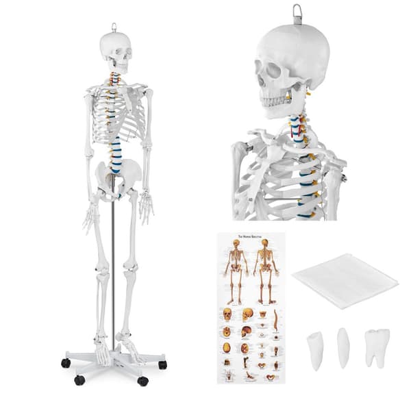 Anatomisk modell av det mänskliga skelettet 176 cm + Anatomisk affisch ...