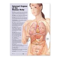Internal Organs of the Human Body Anatomical Chart | CDON