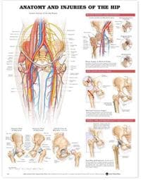 Anatomy and Injuries of the Hip Anatomical Chart | 9781587793820 | CDON