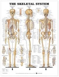 The Skeletal System Anatomical Chart | CDON