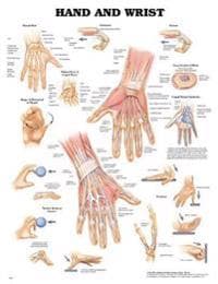 Hand and Wrist Anatomical Chart | 9781587796944 | CDON