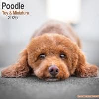 Poodle (Toy & Miniature) Calendar 2026 Square Dog Breed Wall Calendar ...