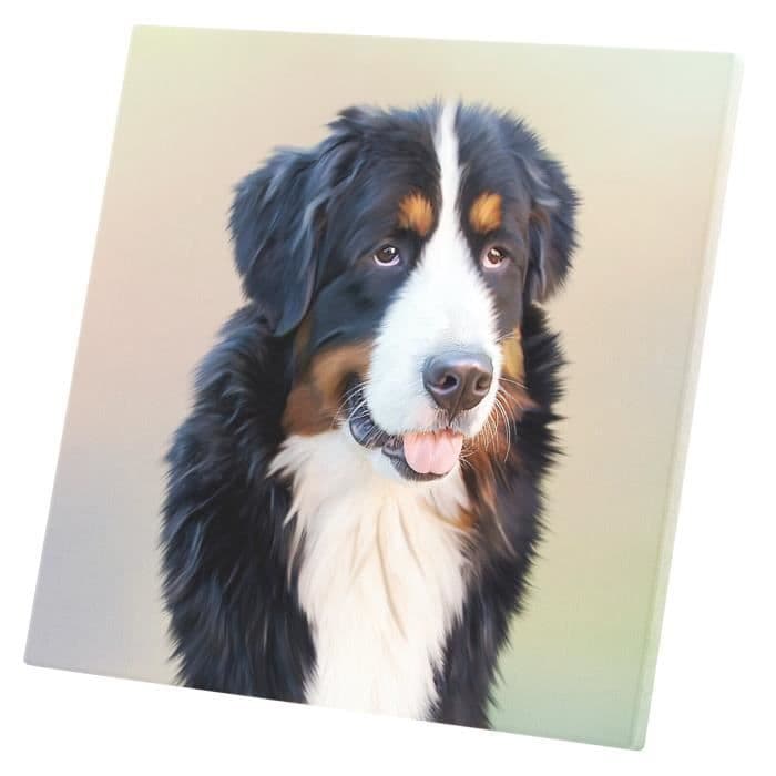 Dekorativ målning Saint Bernard Stor Långhårig Hund Söt Svart Vit Brun ... Dekorativ målning Saint Bernard Stor Långhårig Hund Söt Svart Vit Brun ...
