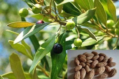 Seeds: Wonderful Olive Tree, Amfissa (Olea europaea 'Amfissa') | CDON