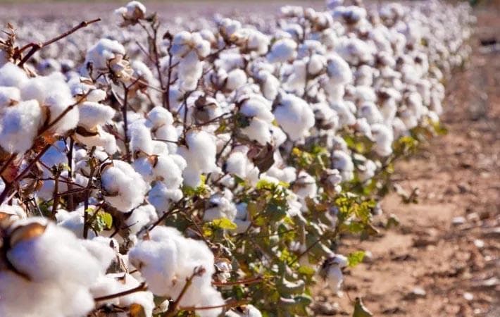 2023 New (S) Underbara Delinted Cotton Seeds, odla din egen bomull. | CDON
