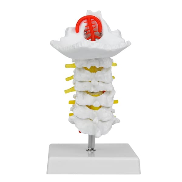 Anatomisk model af menneskelig halshvirvel og rygmarvsnerver til ...