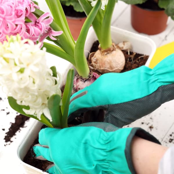 Lannoite sipulikasveille AMPOL 2 kg | CDON