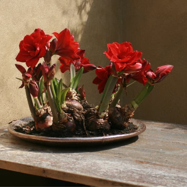 Lannoite sipulikasveille AMPOL 2 kg | CDON