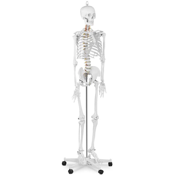 Physa Skelett - Anatomisk modell - Naturlig storlek | CDON