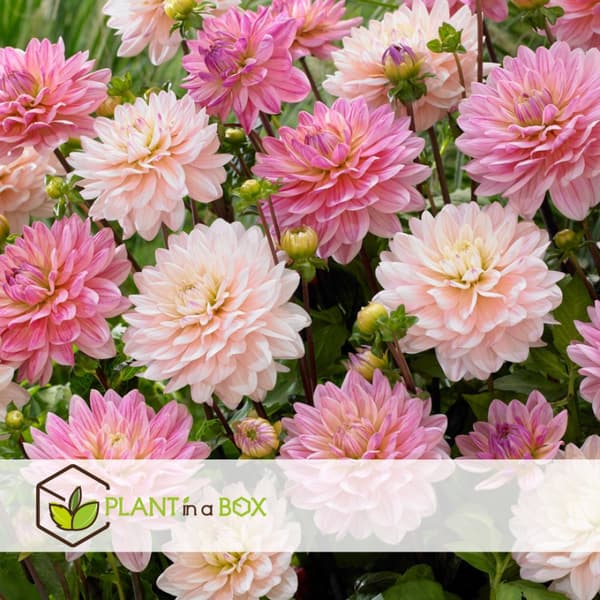 Dahlia 'Diana's Memory' - set om 3 - dahliaknölar - trädgårdsblommor - Rosa | CDON