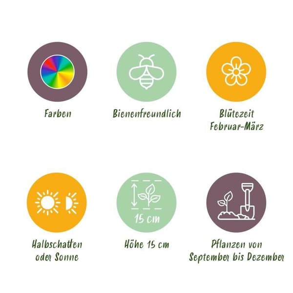 Exotiska blomlökar - Krokus Krokus blandning av stora blommor i olika ...