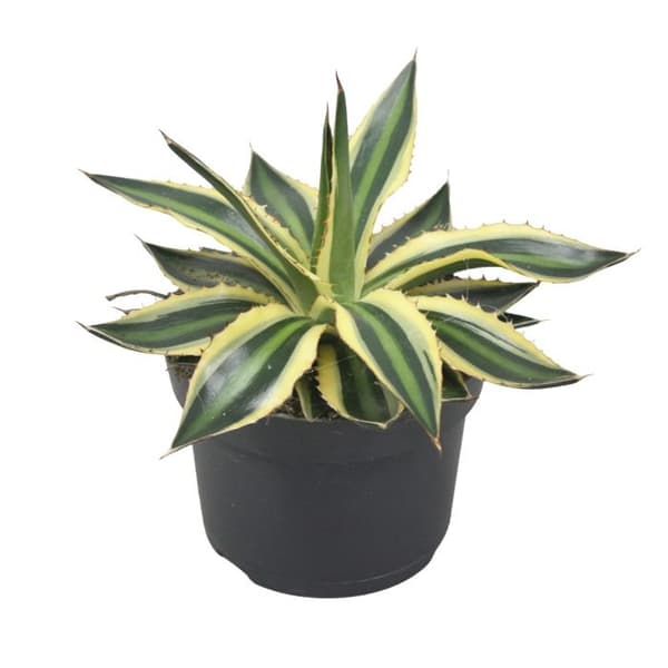 Agave lophanta quadricolor - fyra färger - kruka med 12cm - Suculent | CDON